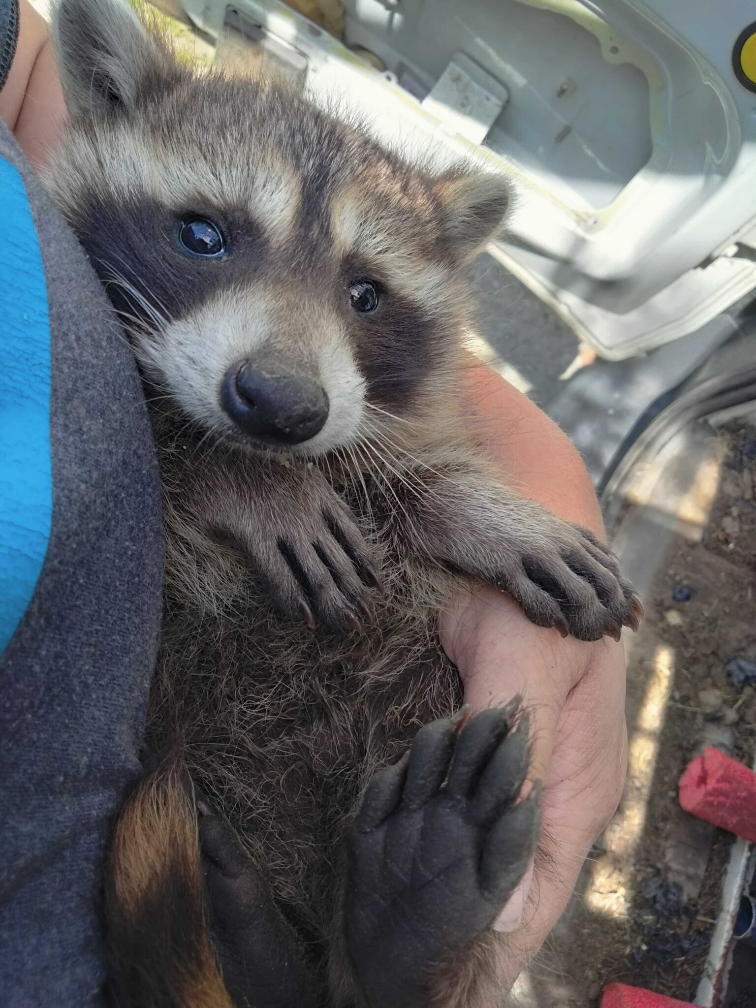 Animal Removal Hamlin Township